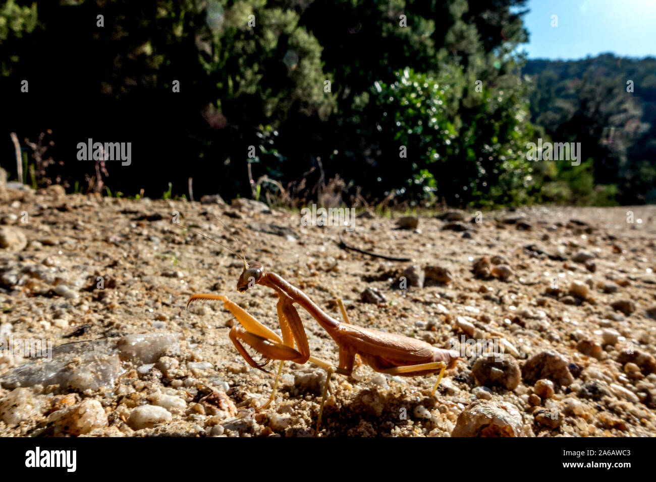 Greek Praying Mantis High Resolution Stock Photography and Images - Alamy