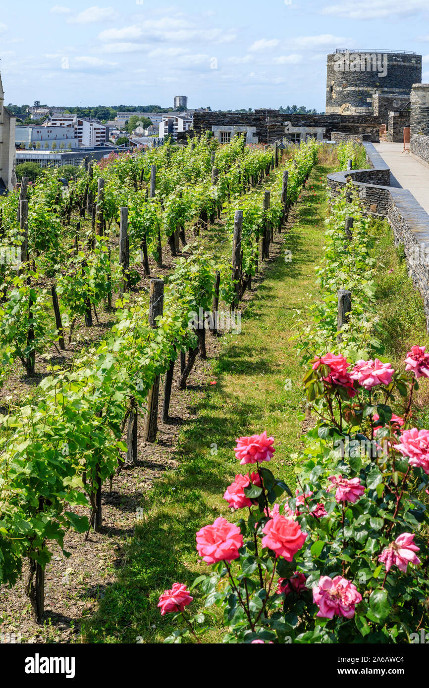 Hanging vine hi-res stock photography and images - Alamy