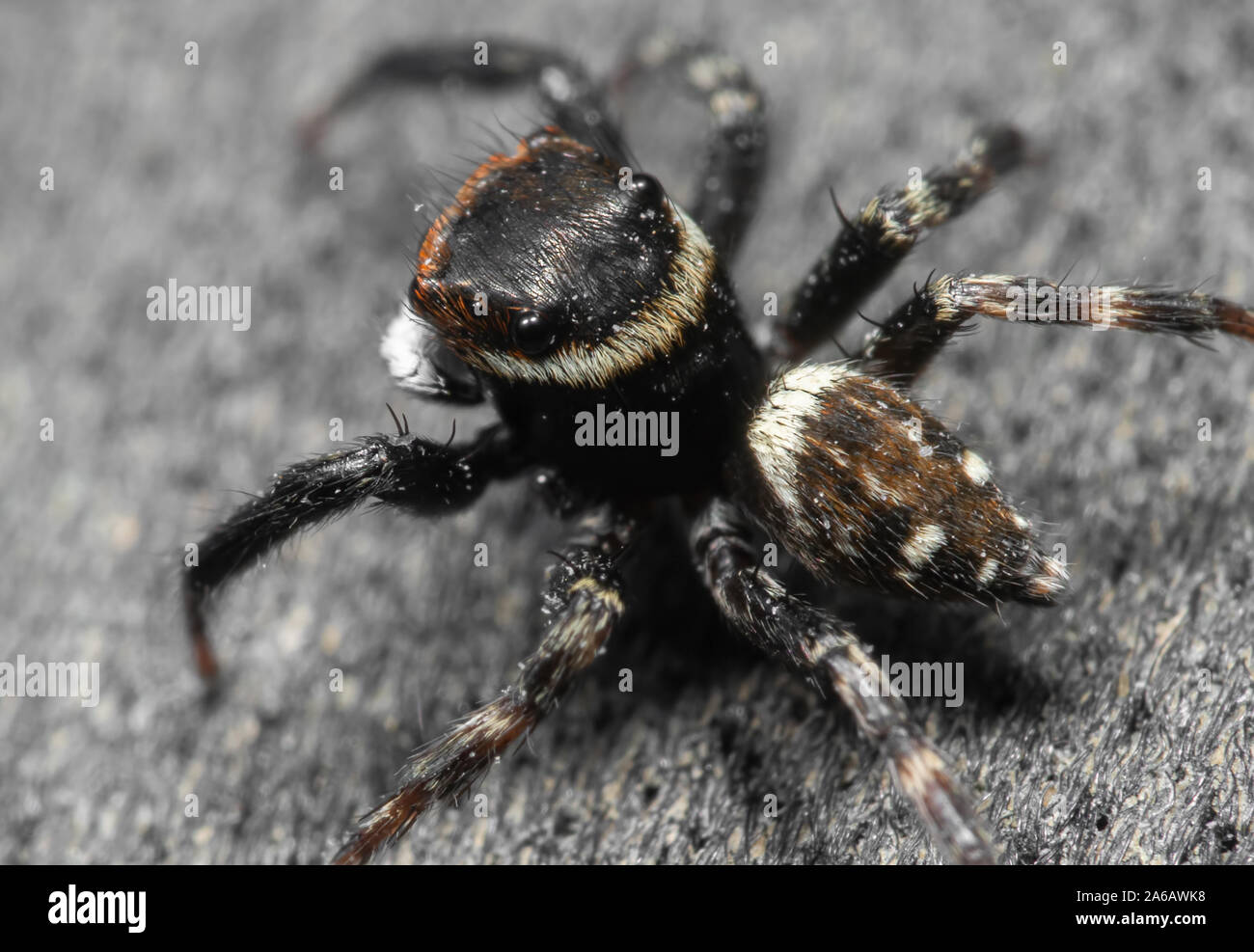 Macro Photography of Jumping Spider on The Floor Stock Photo - Alamy