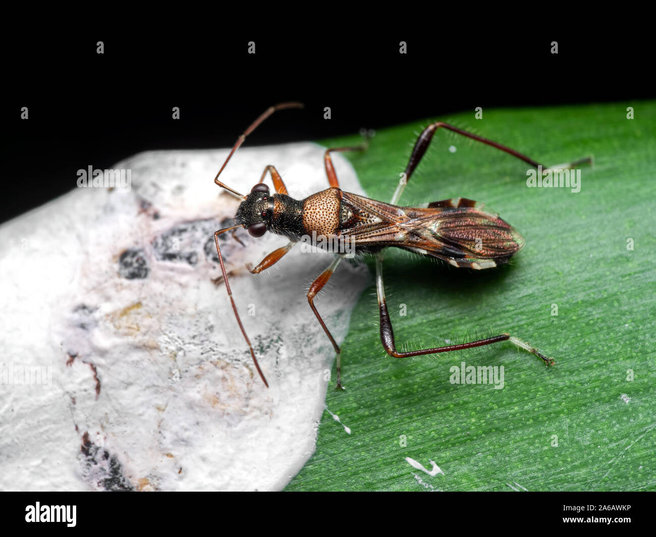 Macro Photography of Assassin Bug Eating Bird Poop on Green Leaf Stock ...