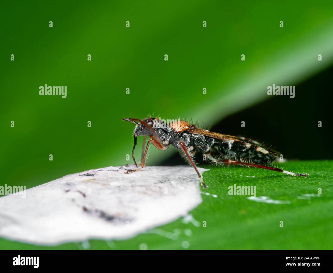 Macro Photography of Assassin Bug Eating Bird Poop on Green Leaf Stock ...