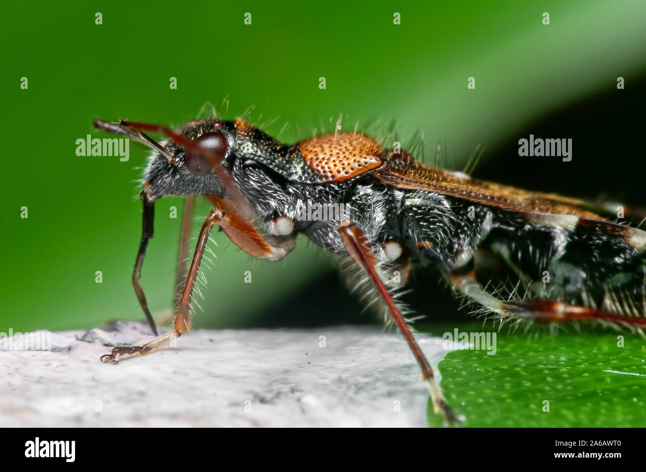 Macro Photography of Assassin Bug Eating Bird Poop on Green Leaf Stock ...