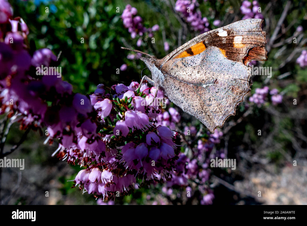 Greek butterfly hi-res stock photography and images - Alamy