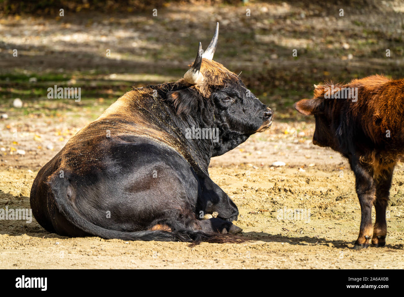 Heck cattle, Bos primigenius taurus, claimed to resemble the extinct ...