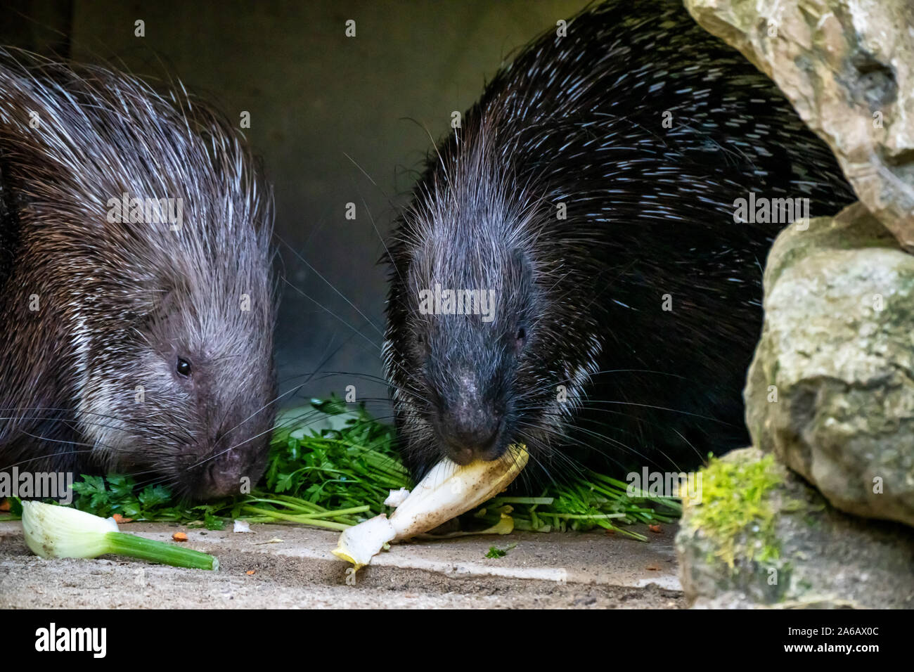 The Indian crested Porcupine, Hystrix indica or Indian porcupine, is a ...