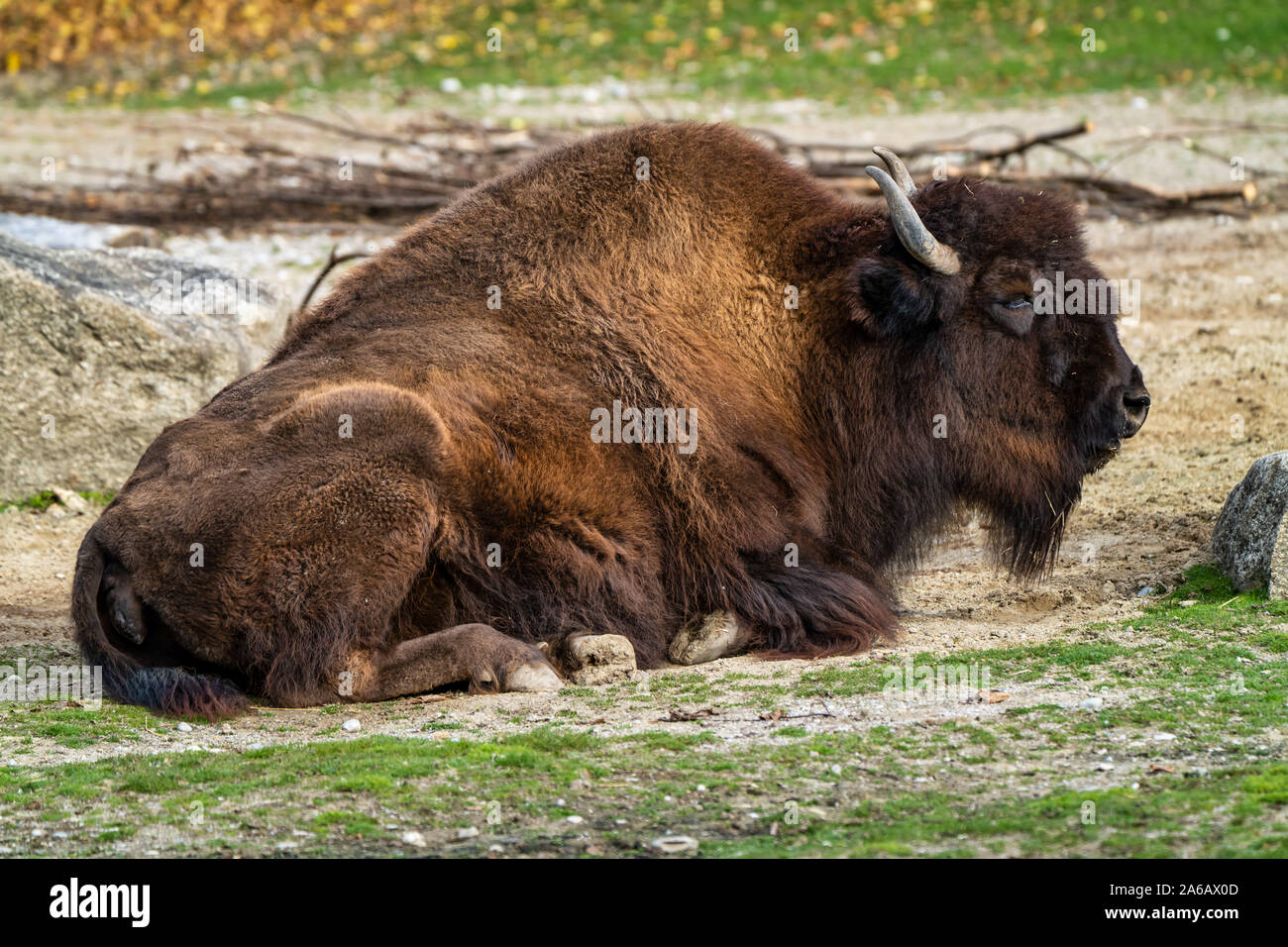 The American bison or simply bison, also commonly known as the American ...