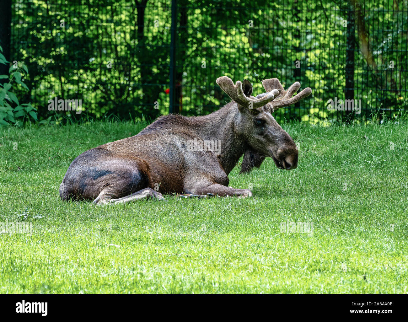 European Moose, Alces alces, also known as the elk. Wild life animal ...