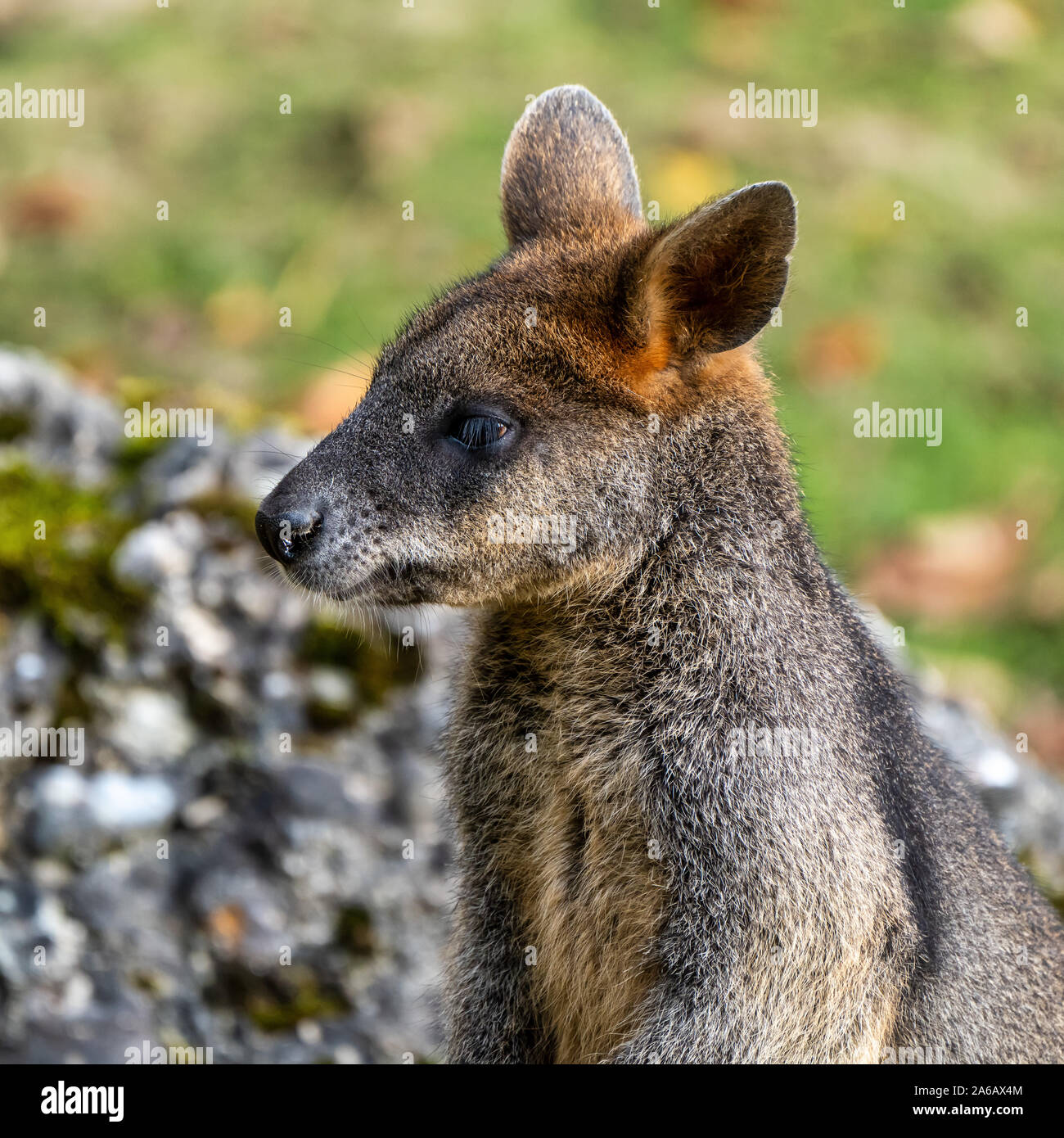 Swamp Wallaby, Wallabia bicolor, is one of the smaller kangaroos. This ...