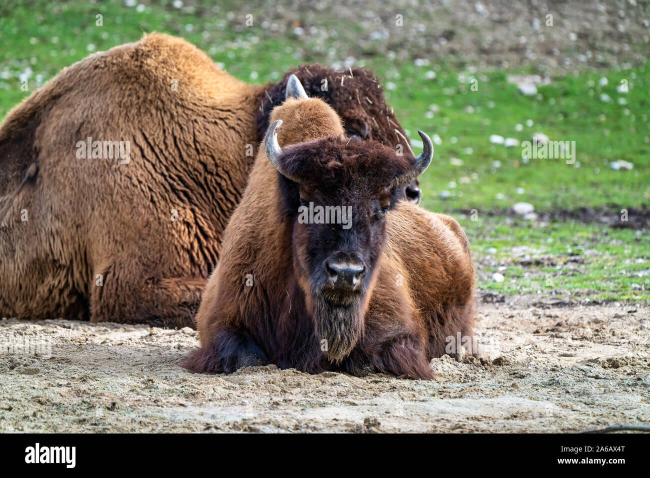 The American bison or simply bison, also commonly known as the American ...