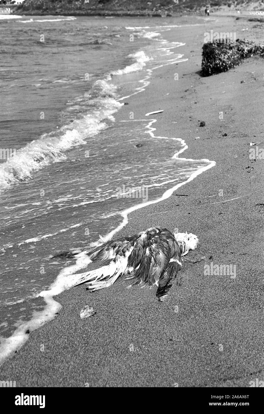 Strangled bird hi-res stock photography and images - Alamy