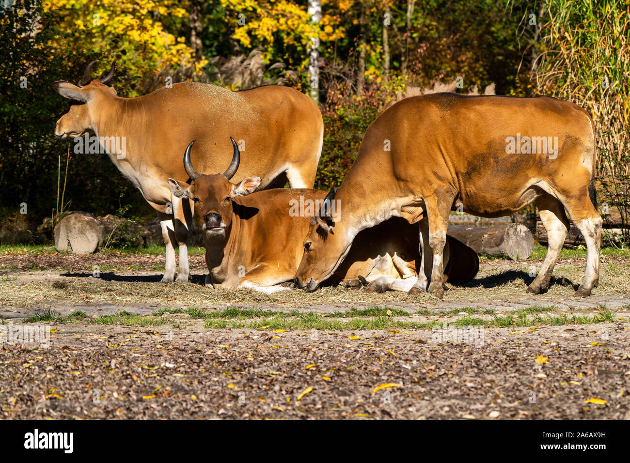 Banteng, Bos javanicus or Red Bull It is a type of wild cattle But ...