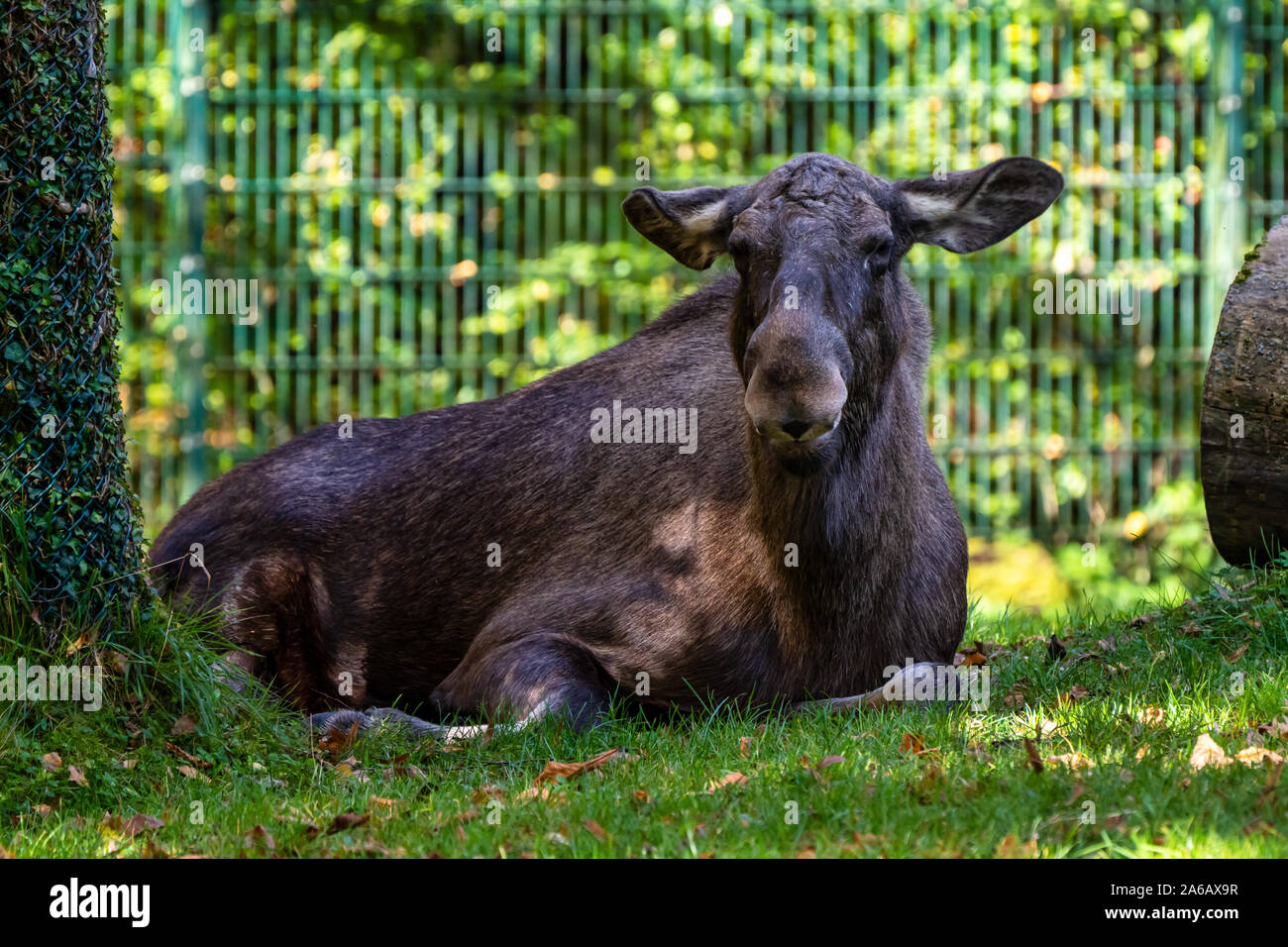 European Moose, Alces alces, also known as the elk. Wild life animal ...