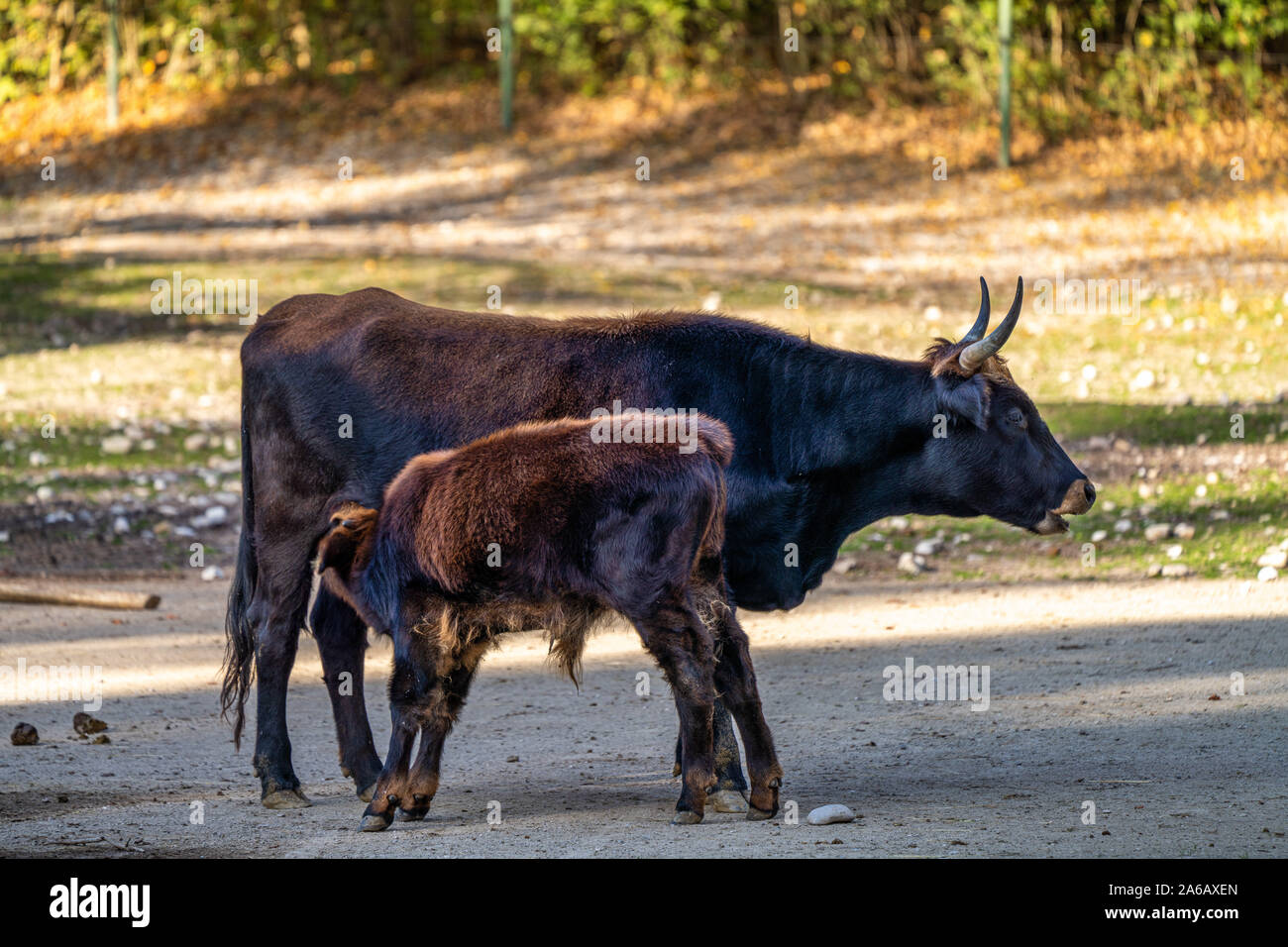 Aurochs urus bos primigenius bull hi-res stock photography and images ...