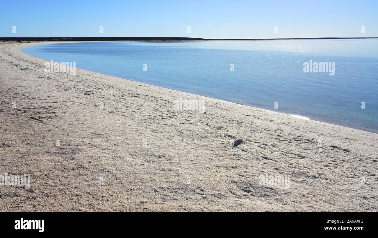 Indian cockle shell hi-res stock photography and images - Alamy
