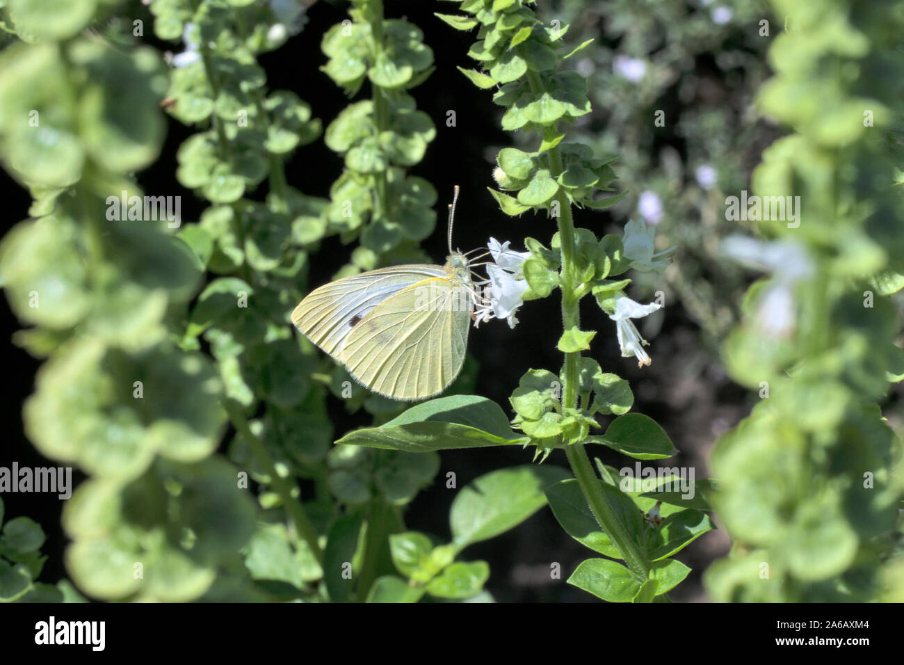 Cabbage butterfly yellow flower hi-res stock photography and images - Alamy