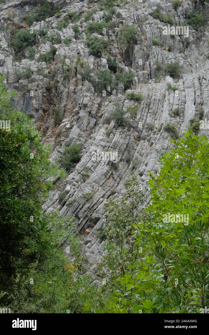 Plants that grow naturally on rocky cliffs in Antalya Stock Photo - Alamy