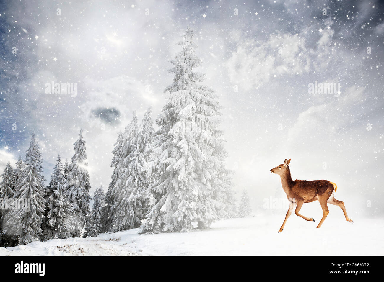 Happy roe deer hi-res stock photography and images - Alamy