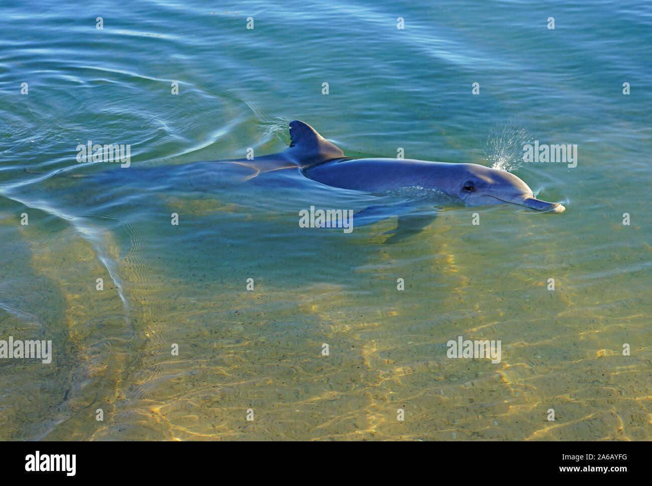 A wild dolphin in the water at Monkey Mia in Shark Bay, Western ...