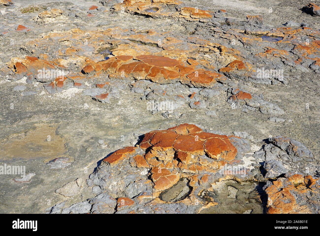Fossil bacteria hi-res stock photography and images - Alamy