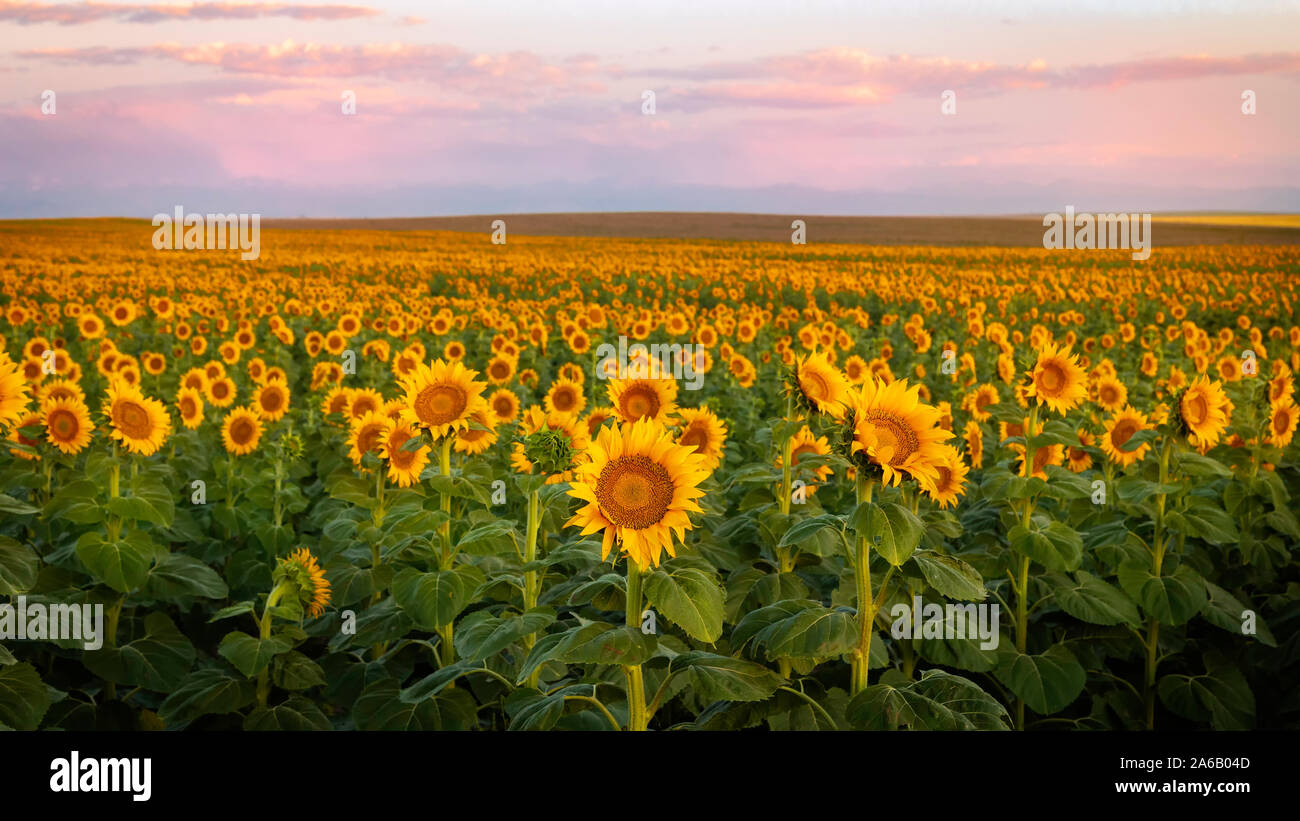 Rows of Sunflowers in a field at sunrise along the Colorado front range ...
