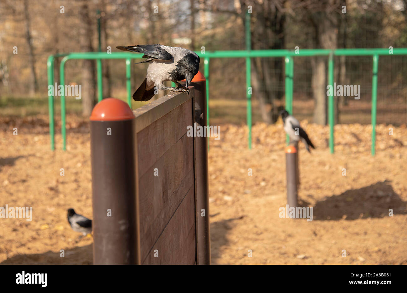 Cheeky crow hi-res stock photography and images - Alamy