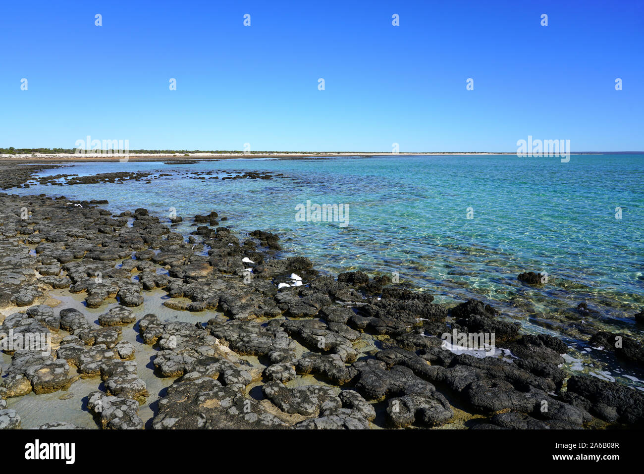 View of microbial mats stromatolites at the Hamelin Pool in Shark Bay ...
