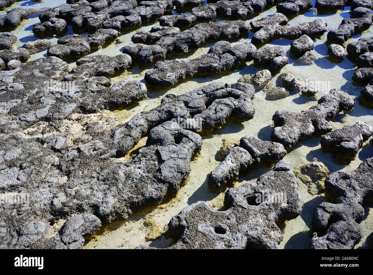 View of microbial mats stromatolites at the Hamelin Pool in Shark Bay ...