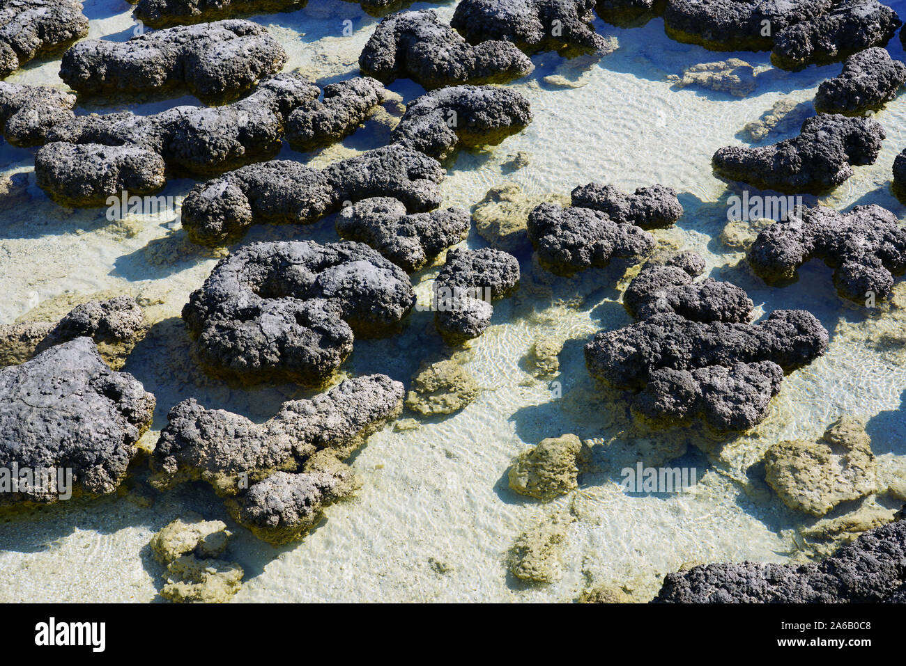 View of microbial mats stromatolites at the Hamelin Pool in Shark Bay ...