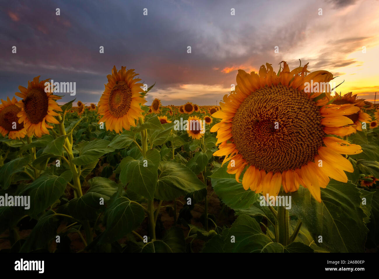 The sunflower fields grow in the summer as the sun sets on the horizon ...