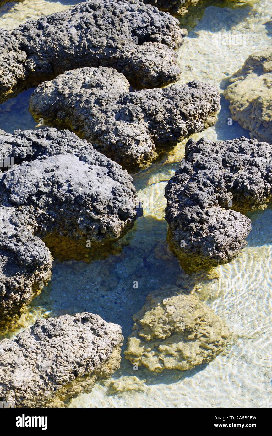 View of microbial mats stromatolites at the Hamelin Pool in Shark Bay ...