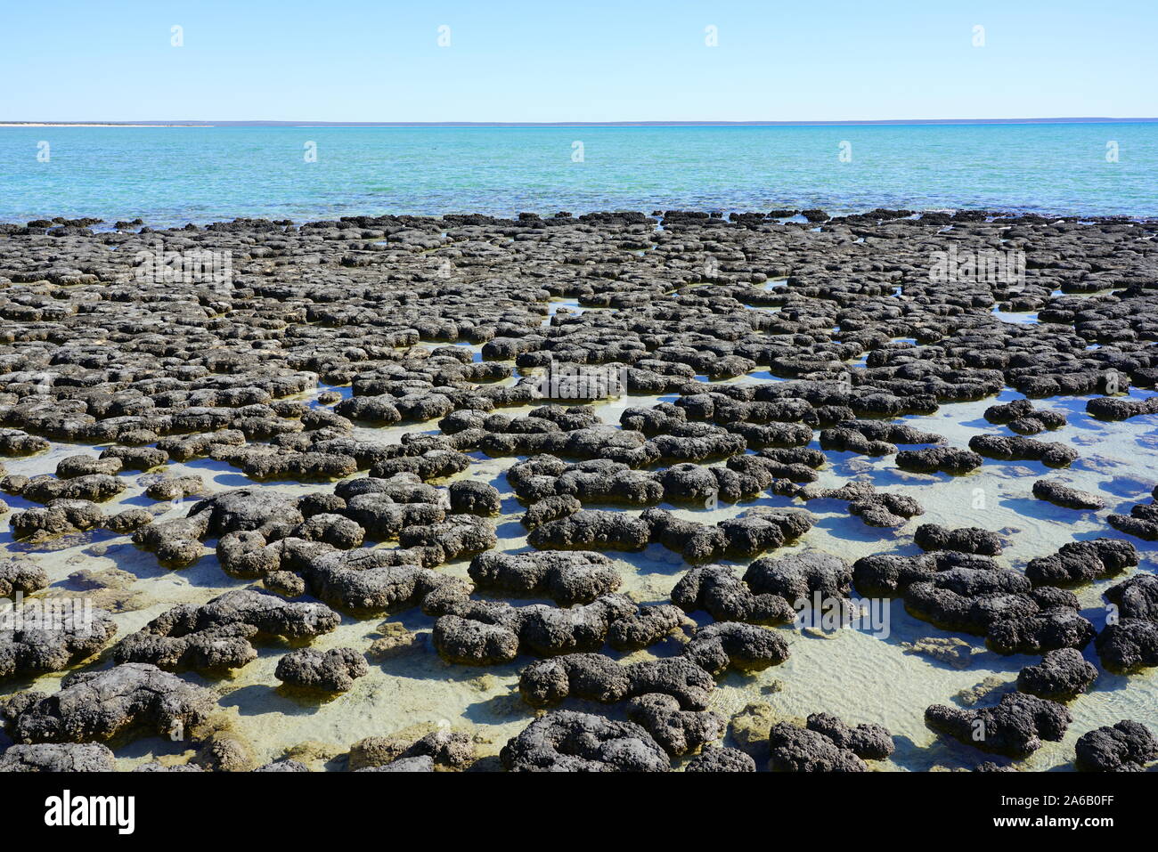 View of microbial mats stromatolites at the Hamelin Pool in Shark Bay ...