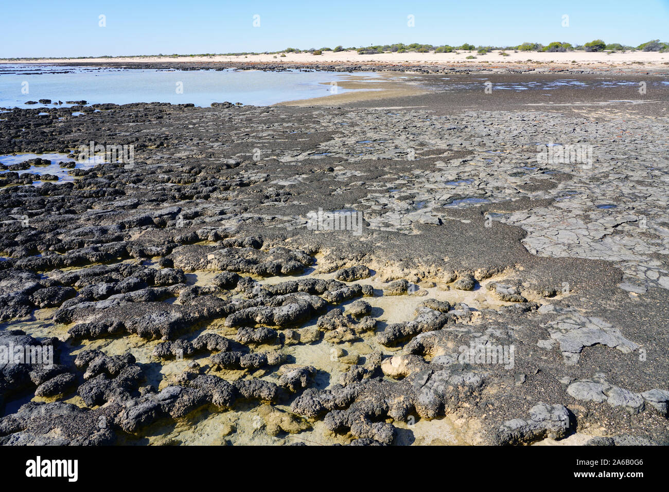 View of microbial mats stromatolites at the Hamelin Pool in Shark Bay ...