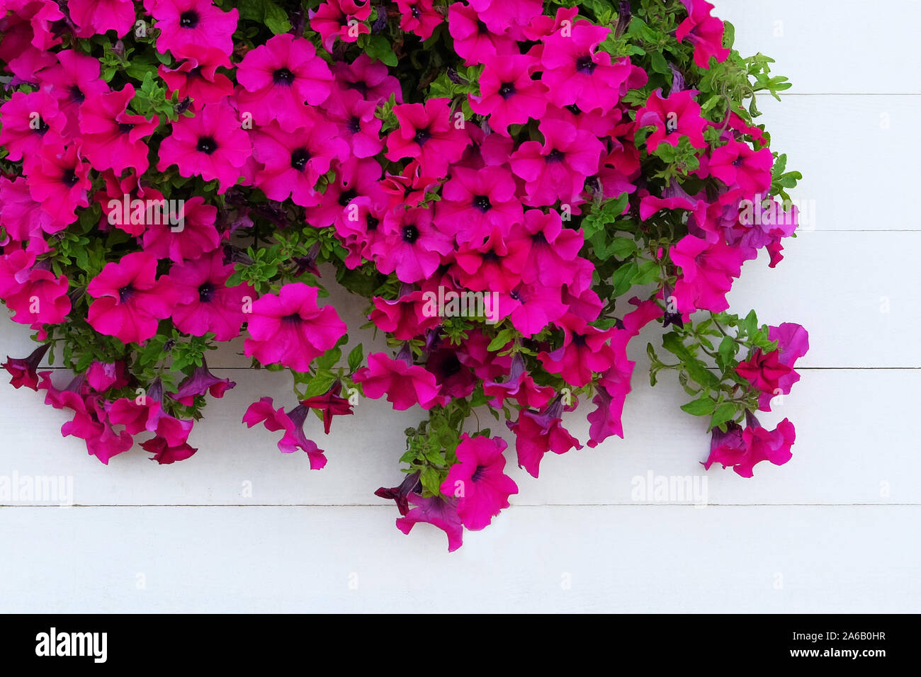 Petunia Wallpaper Flower Wallpapers Petunia Flower Stock Photos,