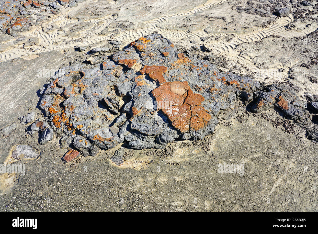 View of microbial mats stromatolites at the Hamelin Pool in Shark Bay ...