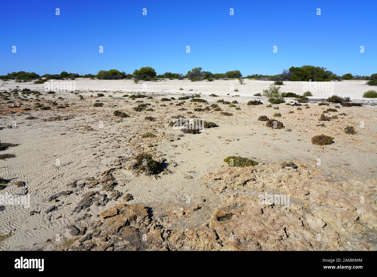 View of microbial mats stromatolites at the Hamelin Pool in Shark Bay ...