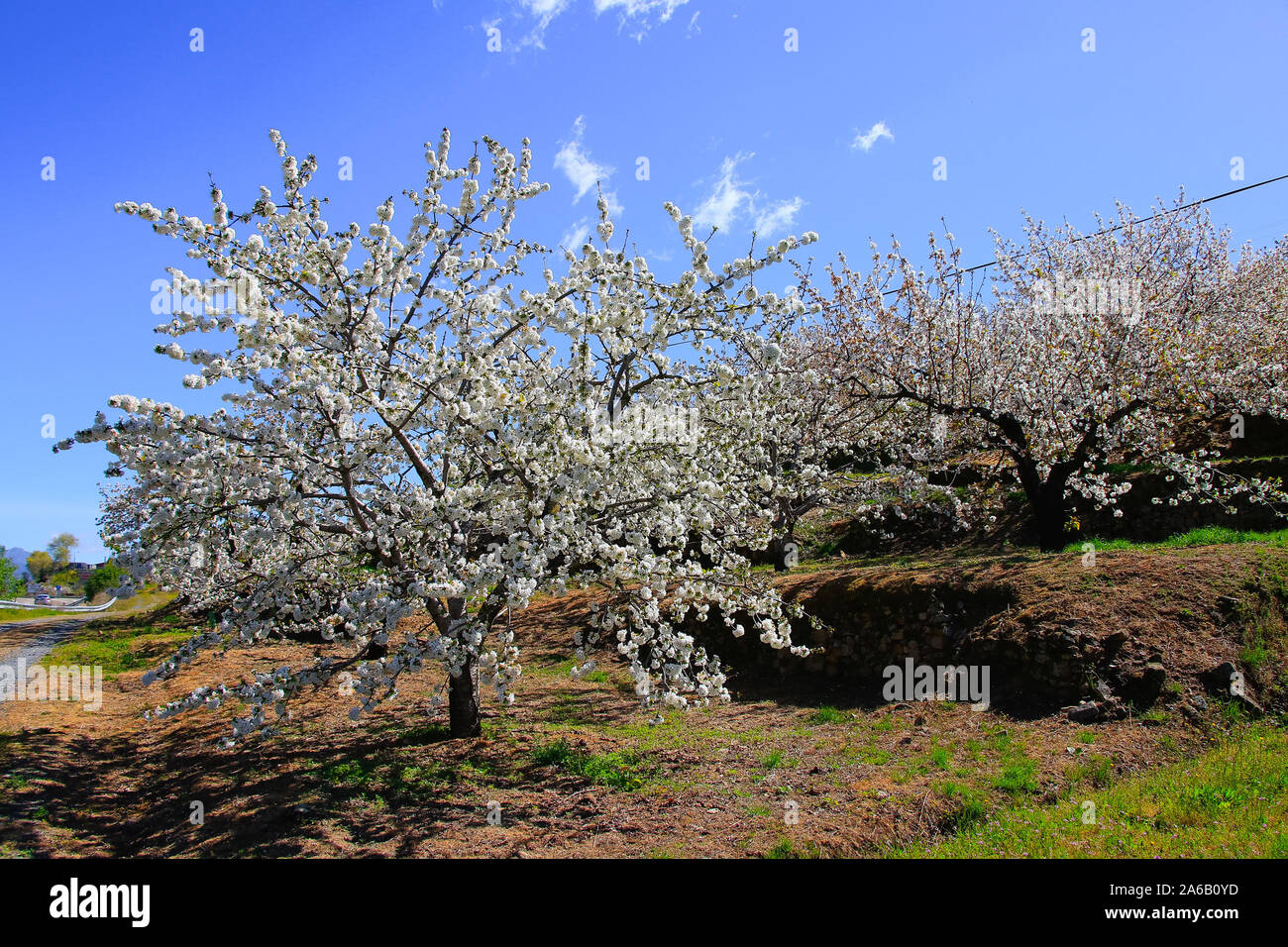 Cherry blossom at Jerte Valley, Cerezos en flor Valle del Jerte. Cherry ...