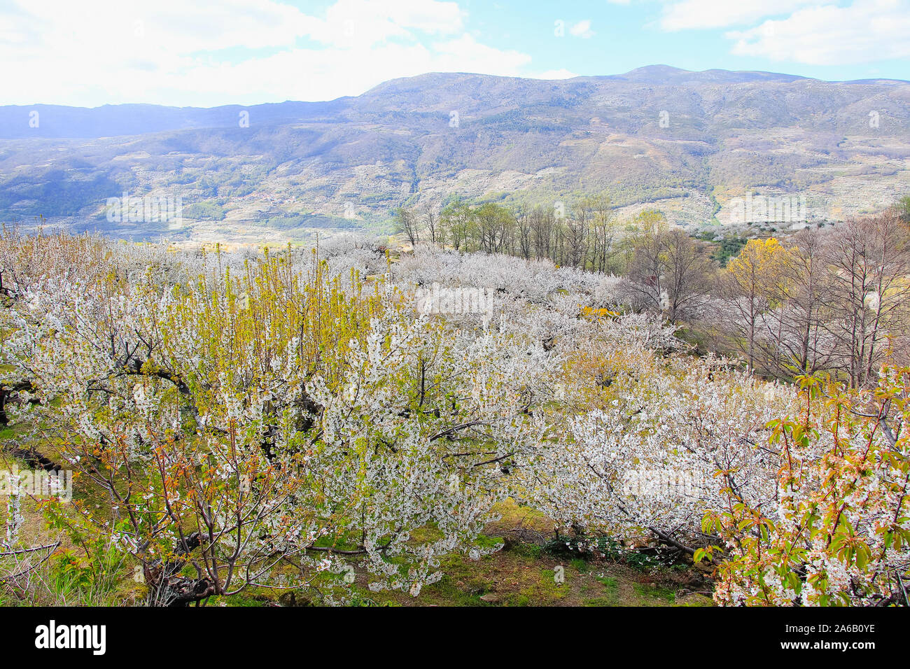 Cherry blossom at Jerte Valley, Cerezos en flor Valle del Jerte. Cherry ...