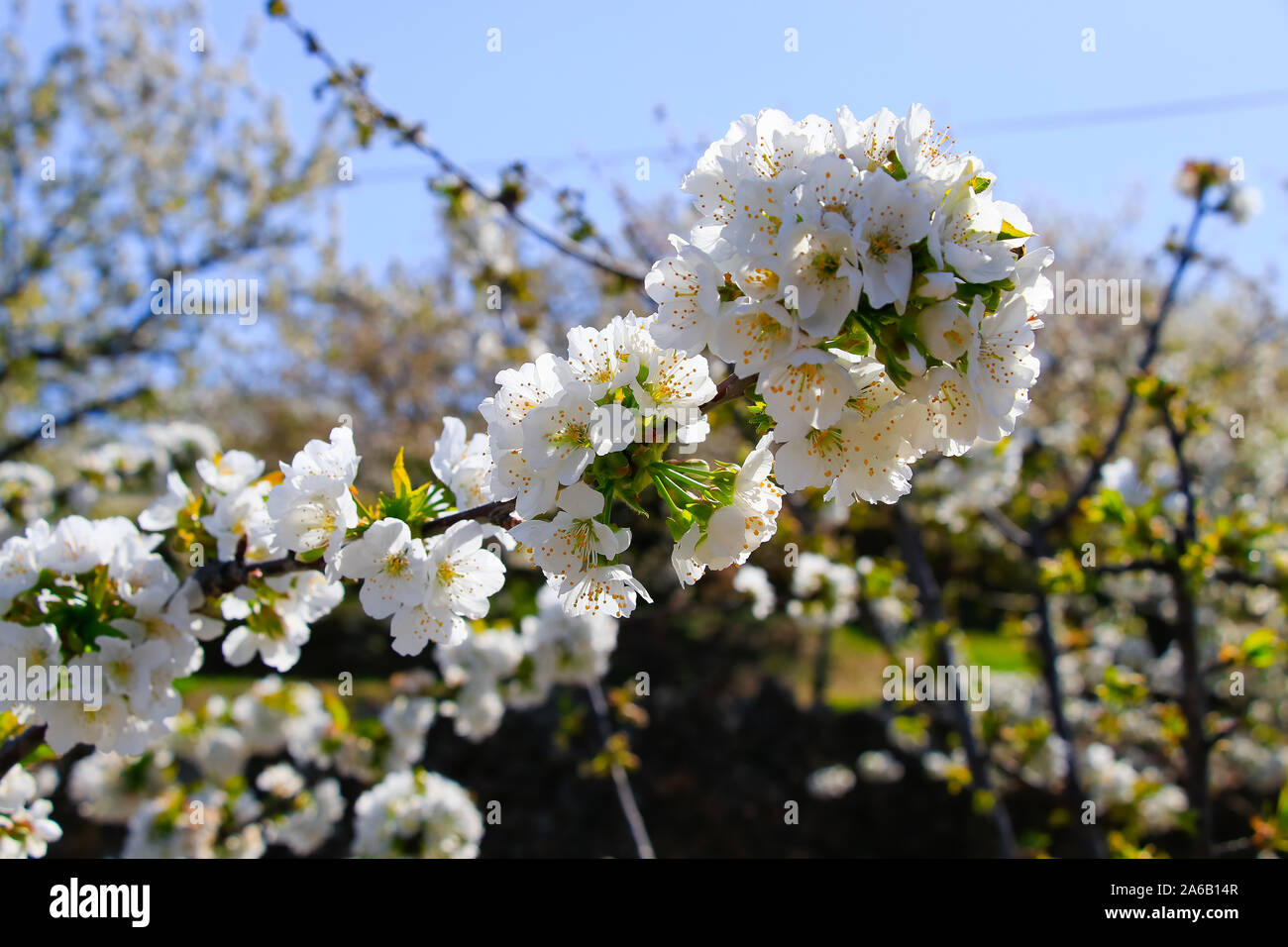 Cherry blossom at Jerte Valley, Cerezos en flor Valle del Jerte. Cherry ...