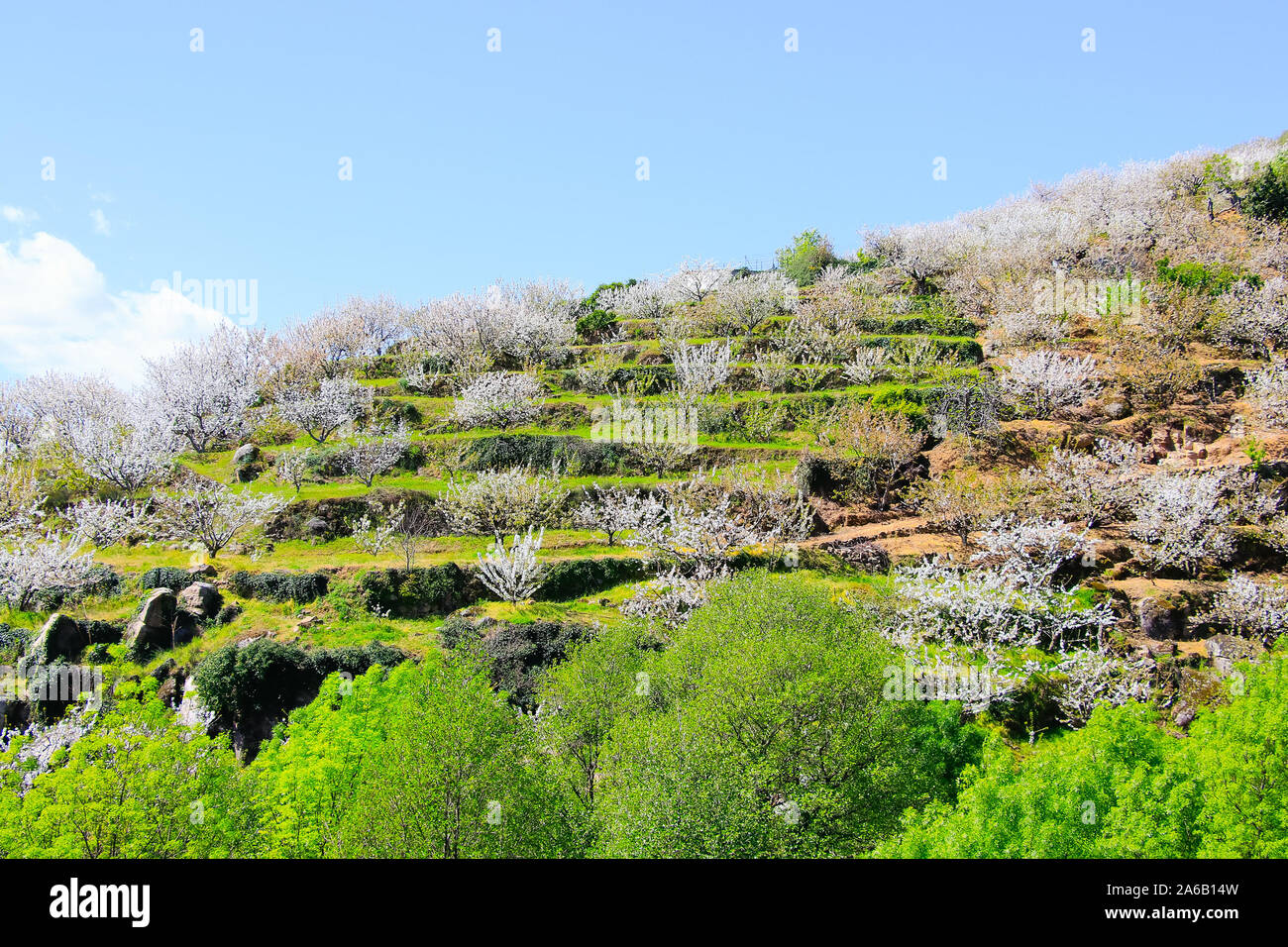 Cherry blossom at Jerte Valley, Cerezos en flor Valle del Jerte. Cherry ...