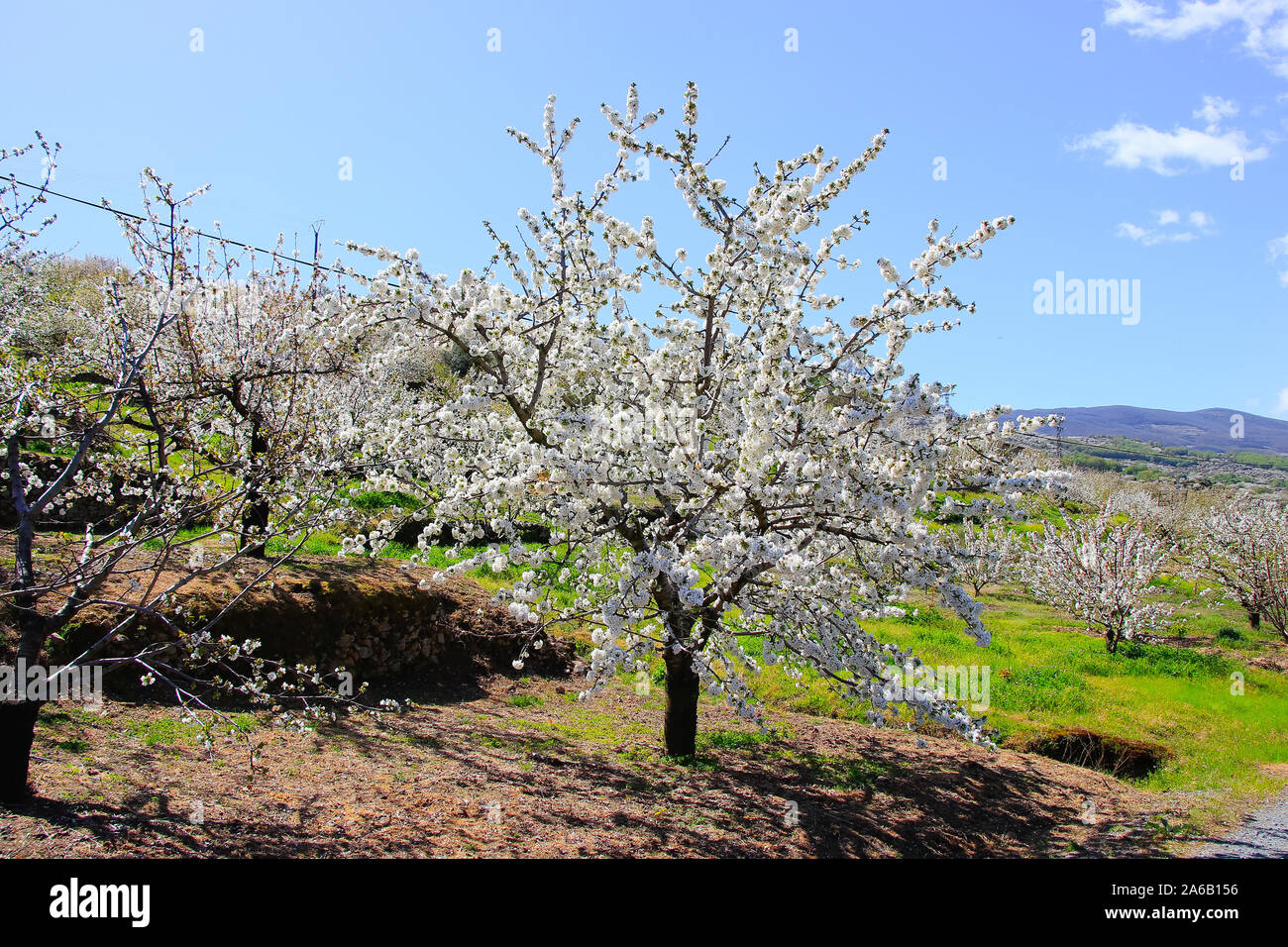 Cherry blossom at Jerte Valley, Cerezos en flor Valle del Jerte. Cherry ...