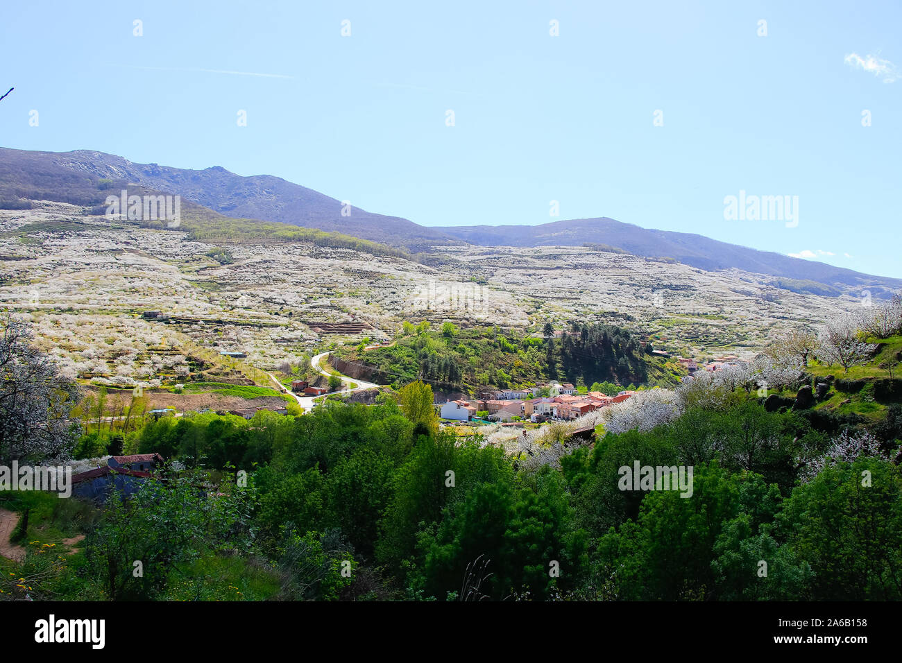 Cherry blossom at Jerte Valley, Cerezos en flor Valle del Jerte. Cherry ...