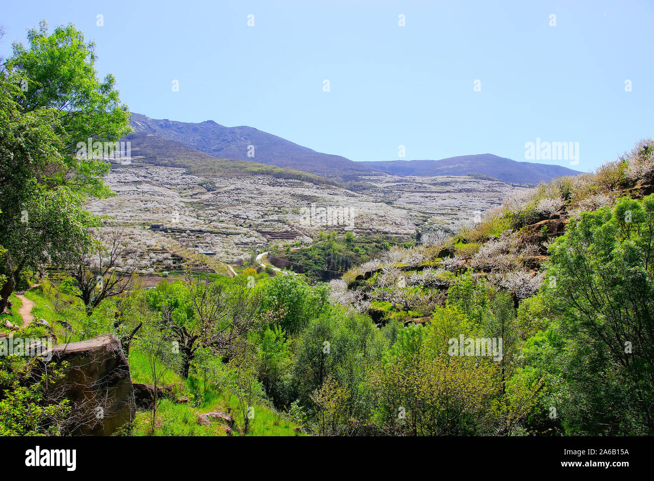 Cherry blossom at Jerte Valley, Cerezos en flor Valle del Jerte. Cherry ...