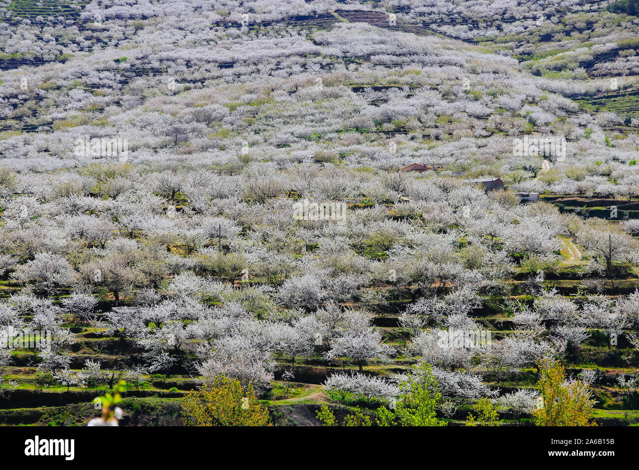 Cherry blossom at Jerte Valley, Cerezos en flor Valle del Jerte. Cherry ...