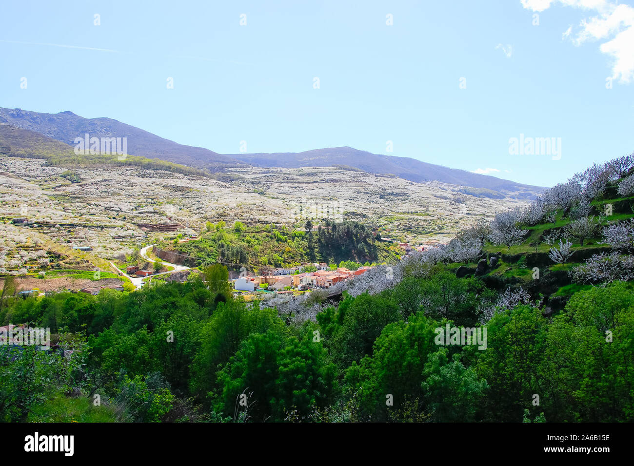Cherry blossom at Jerte Valley, Cerezos en flor Valle del Jerte. Cherry ...