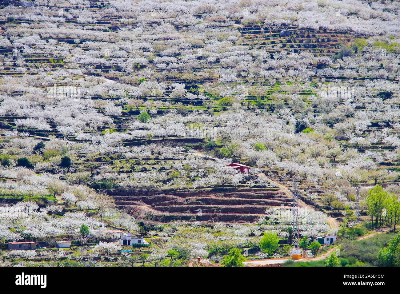 Cherry blossom at Jerte Valley, Cerezos en flor Valle del Jerte. Cherry ...