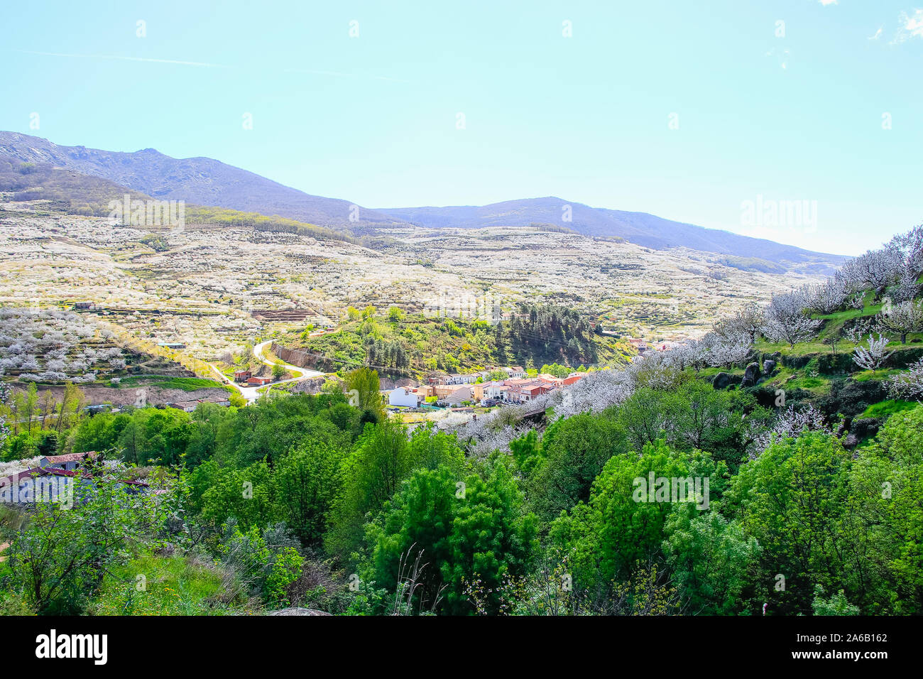 Cherry blossom at Jerte Valley, Cerezos en flor Valle del Jerte. Cherry ...