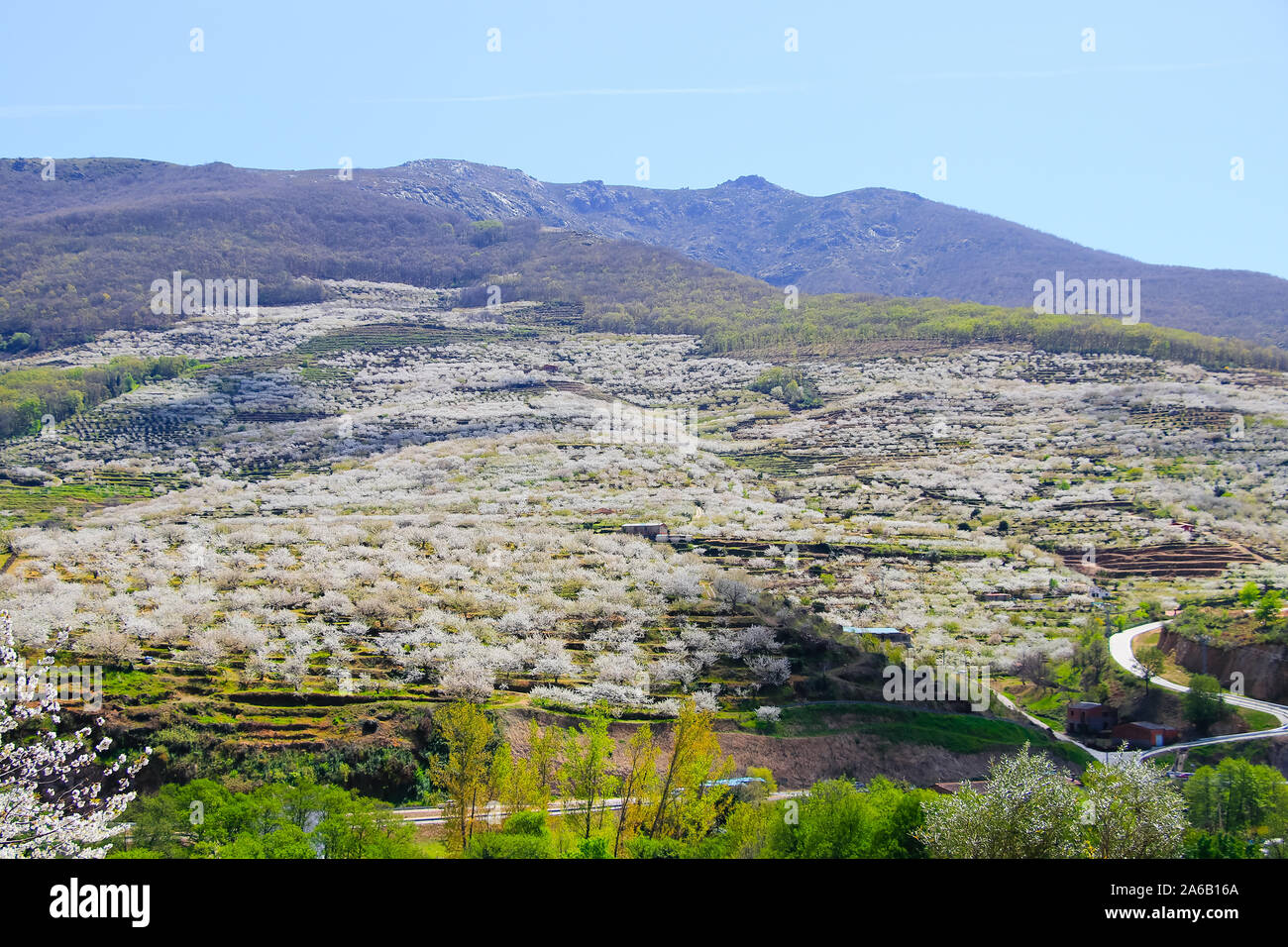 Cherry blossom at Jerte Valley, Cerezos en flor Valle del Jerte. Cherry ...