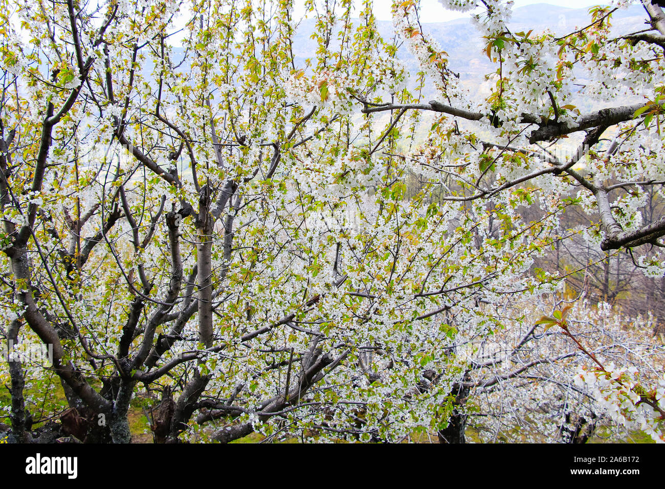Cherry blossom at Jerte Valley, Cerezos en flor Valle del Jerte. Cherry ...