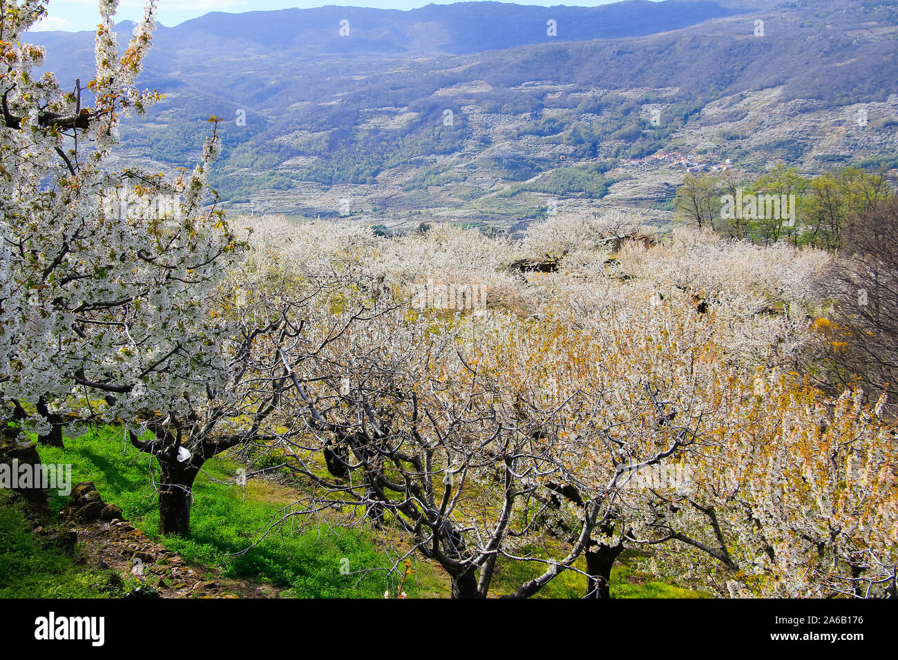 Cherry blossom at Jerte Valley, Cerezos en flor Valle del Jerte. Cherry ...