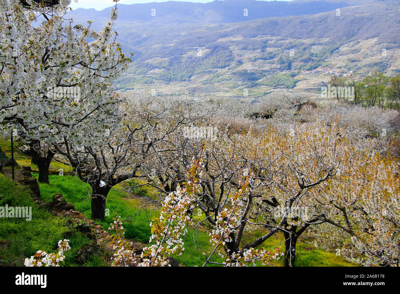 Cherry blossom at Jerte Valley, Cerezos en flor Valle del Jerte. Cherry ...